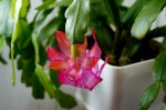 Water Your Christmas Cactus This Way And It Will Bloom Like Crazy This ...
