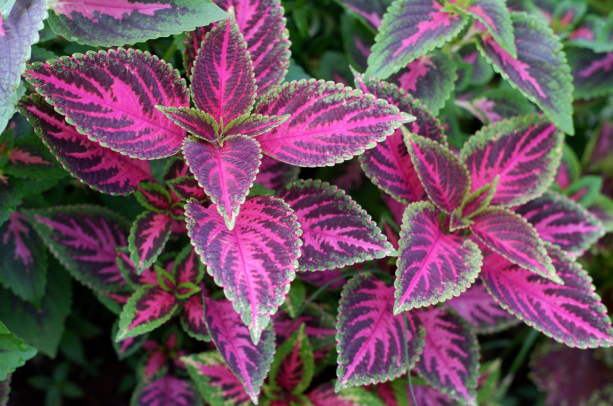 27 Absolutely Gorgeous Plants In Glass Jars And Pro Tips For Growing Them