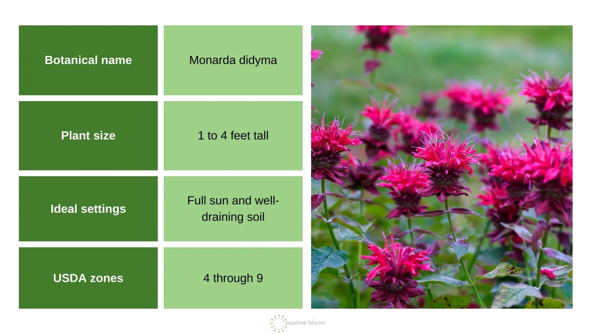 5 Plants To Make Your Garden Lively During Fall