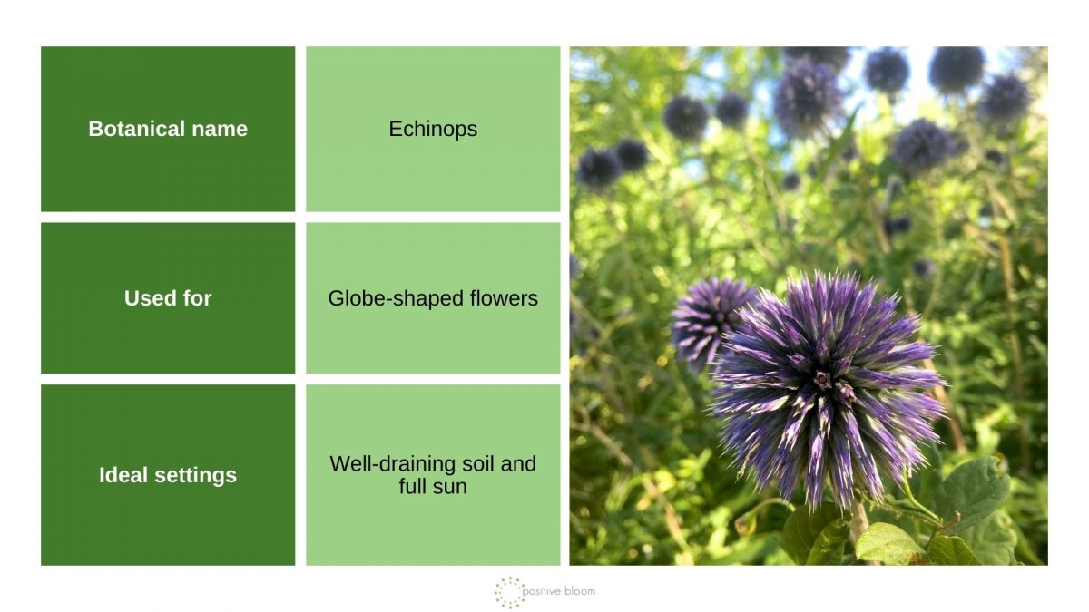 17 Perfect Plants For Holiday Decorations