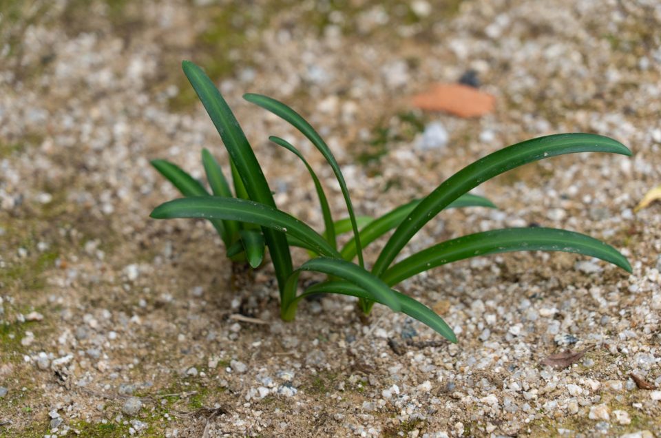 How To Grow Spider Lilies