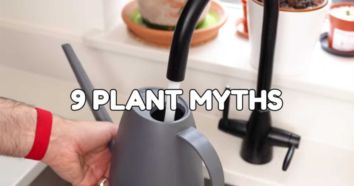 Busting 9 Widespread Plant Myths