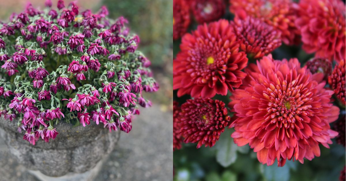 Is There A Second Chance For Growing Your Lifeless-Looking Mums?
