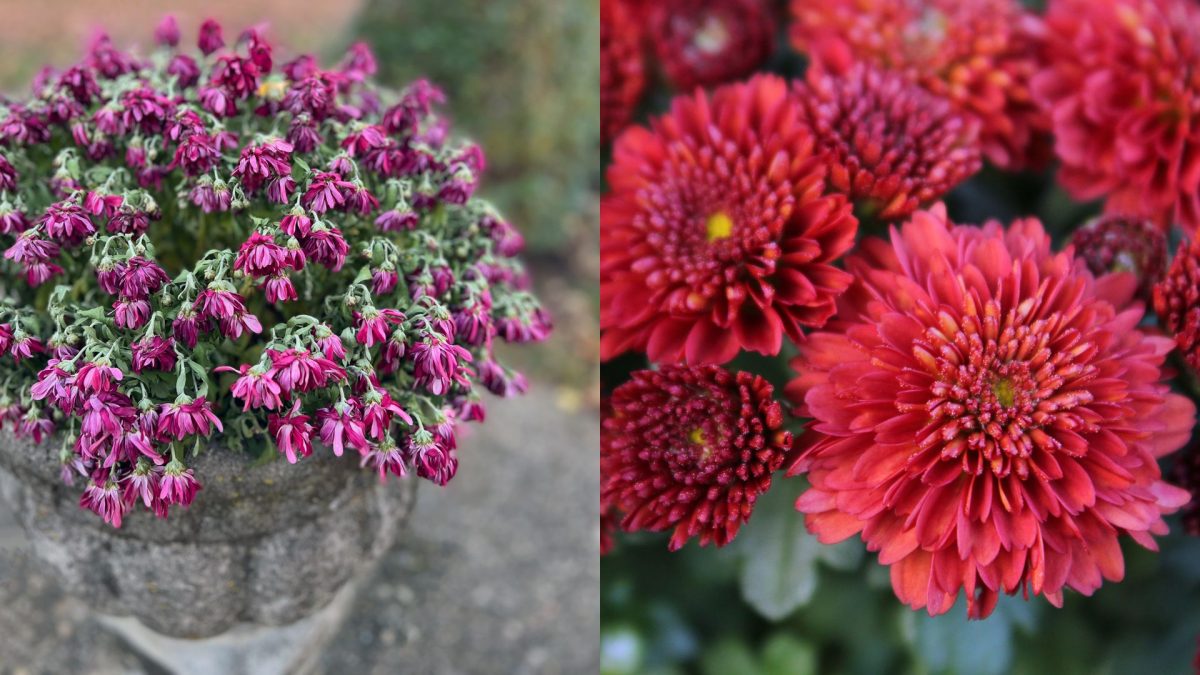 Is There A Second Chance For Growing Your Lifeless-Looking Mums?