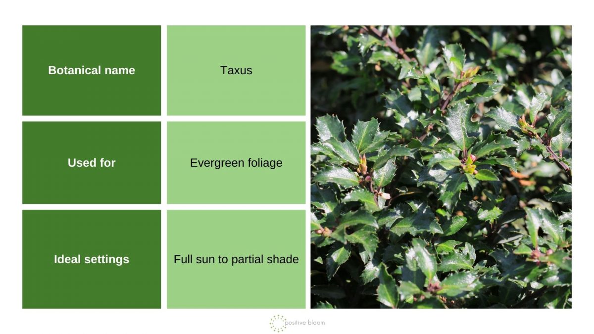 17 Perfect Plants For Holiday Decorations