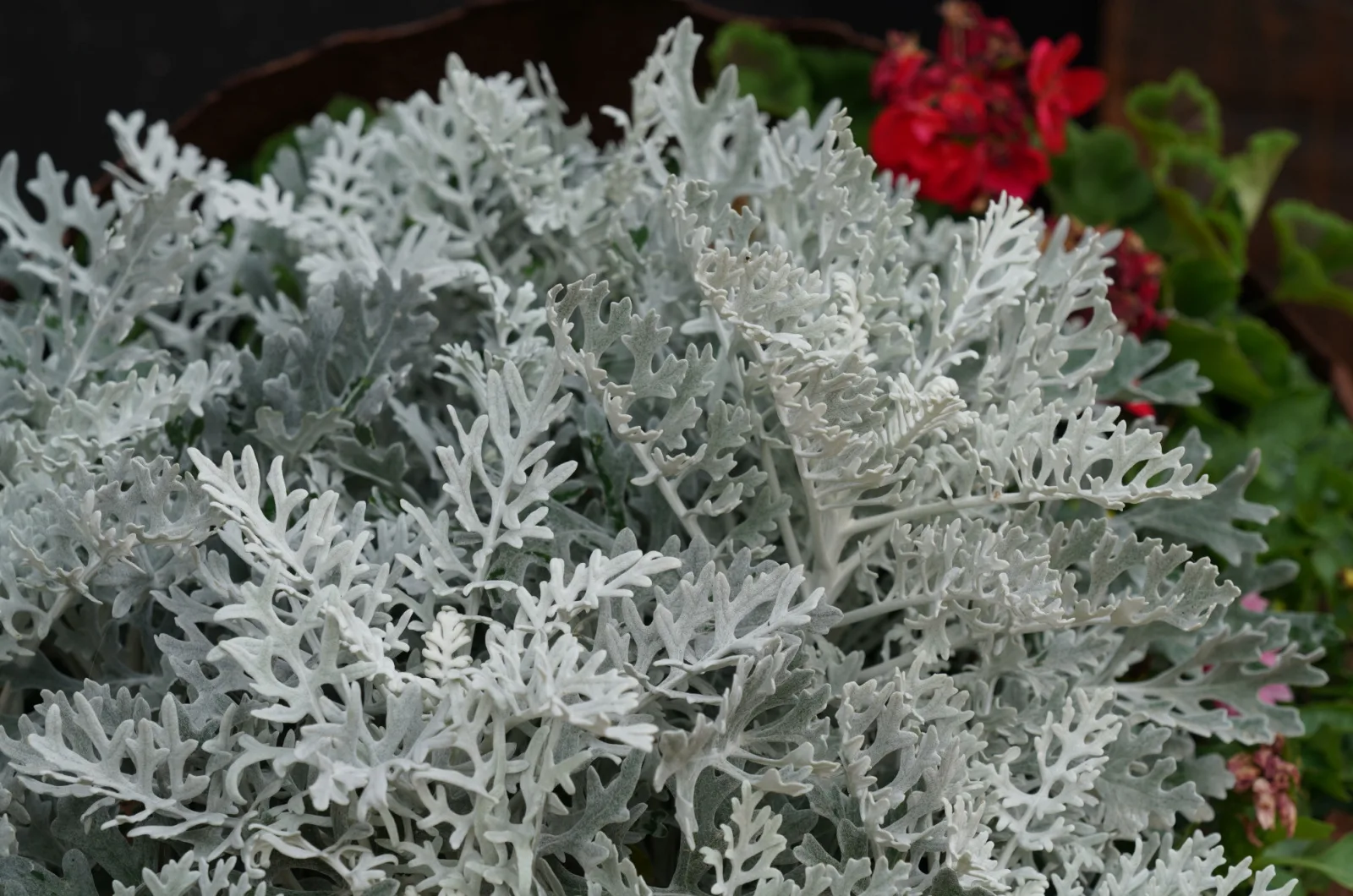 The Best Companions For Winter-blooming Begonias