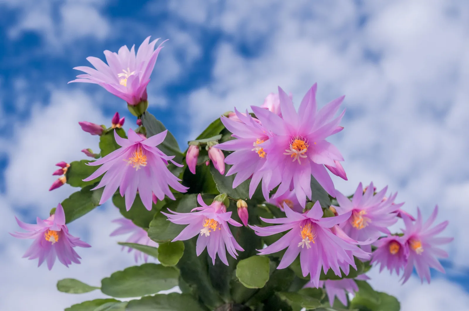 2 Ways To Tell Christmas And Easter Cactus Apart