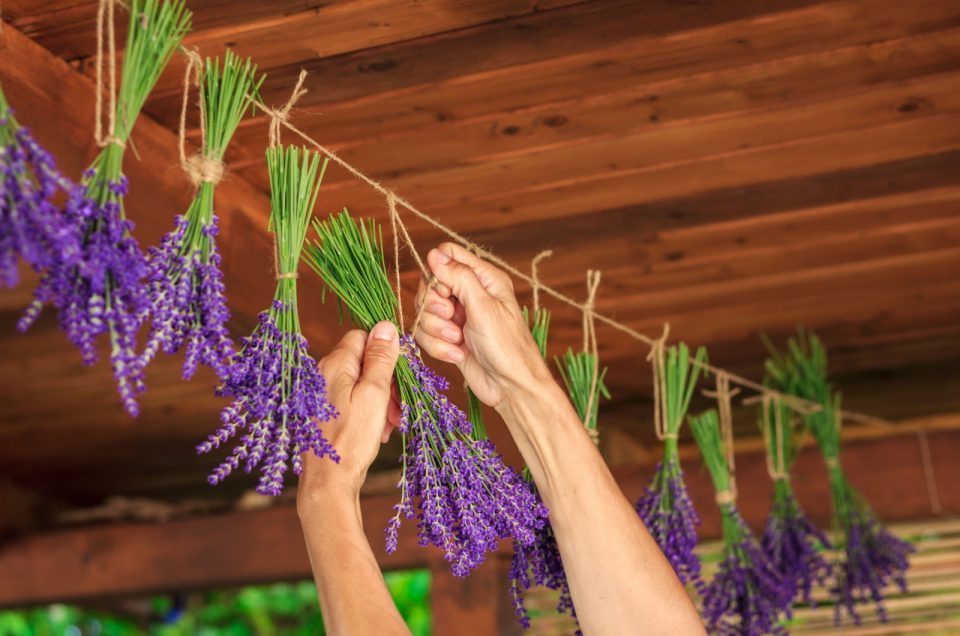 Can Lavender Ward Off Rats From Your Home And Garden