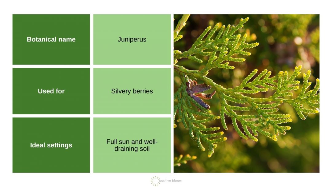 17 Perfect Plants For Holiday Decorations