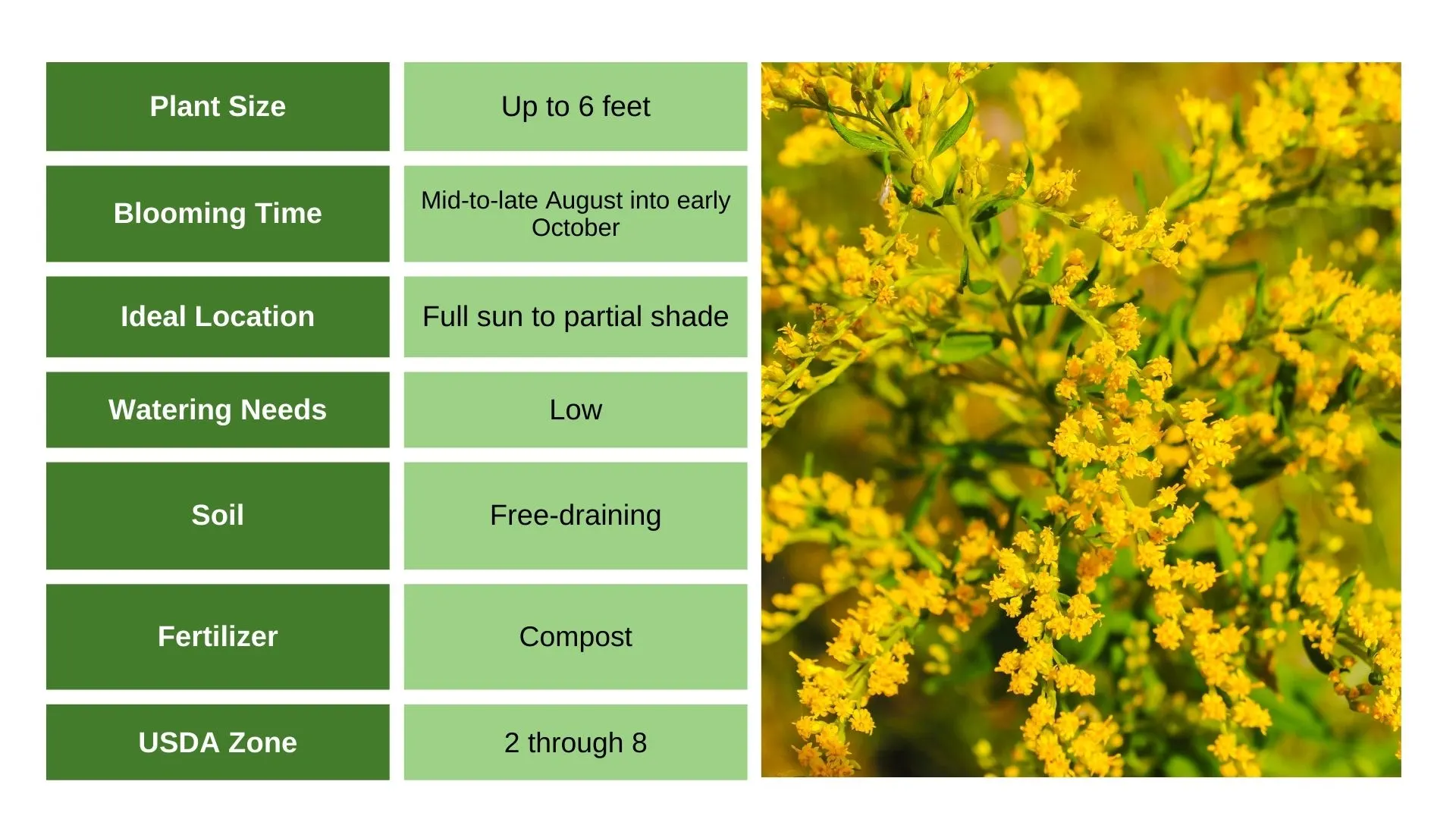 14 Yellow Perennial Flowers That Will Liven Up Your Garden