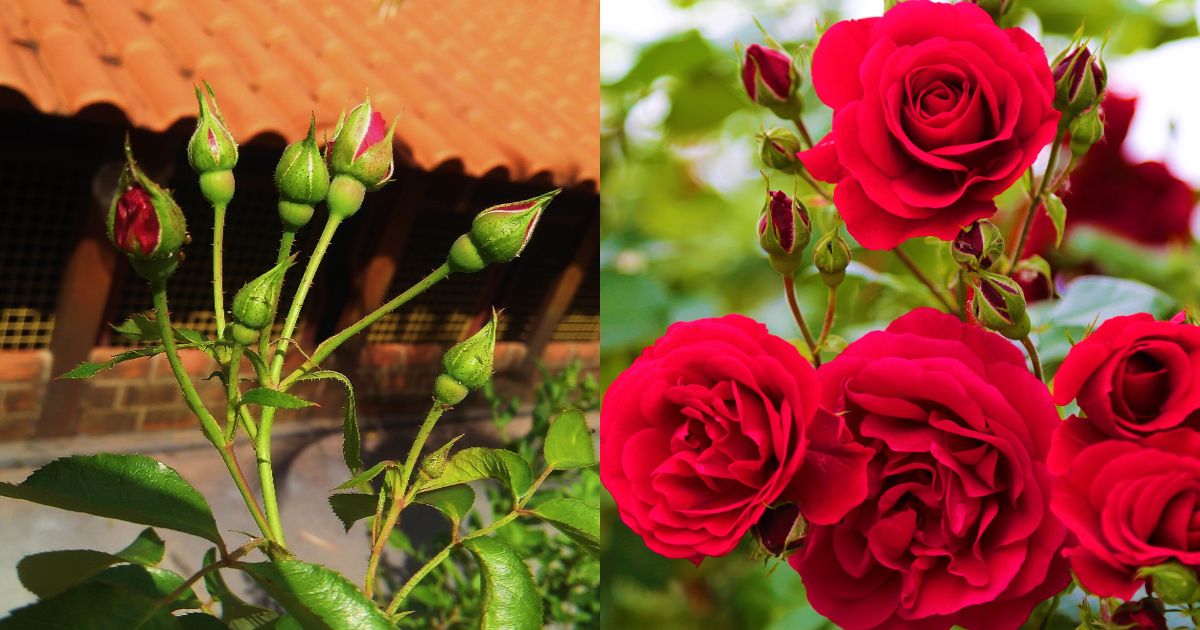 Growing Red Roses From Buds Is Possible And Will Surprise You