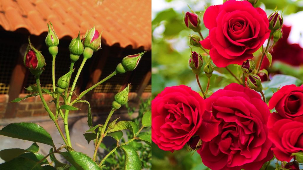 Growing Red Roses From Buds Is Possible And Will Surprise You