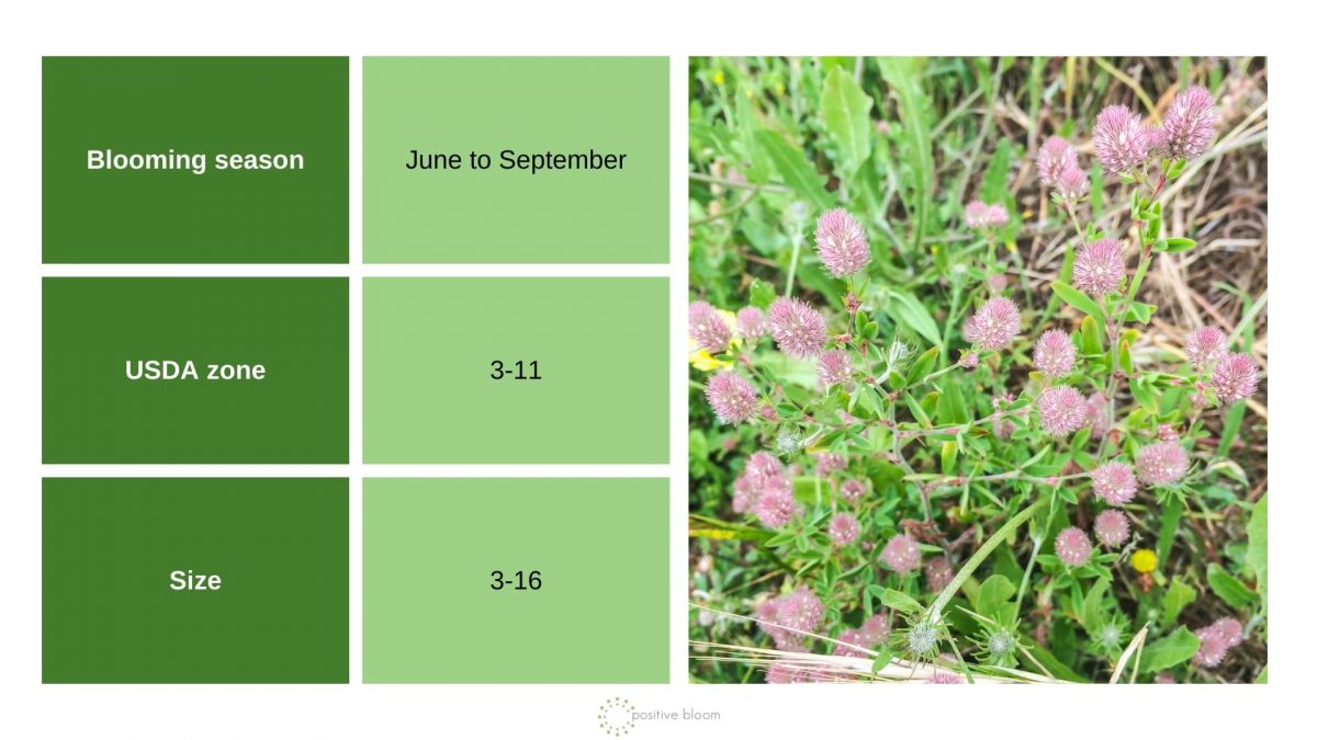 15 Pesky Weeds That Can Wreak Havoc On Your Lawn During Winter