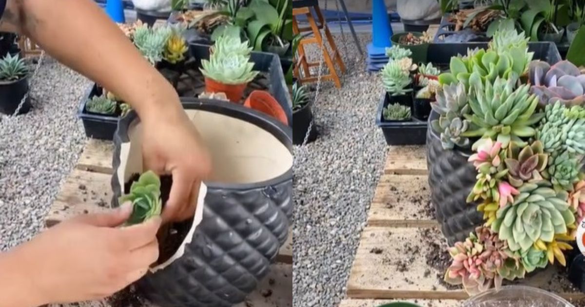 Here’s How To Turn Your Cracked Pot Into A Stunning Succulent Garden