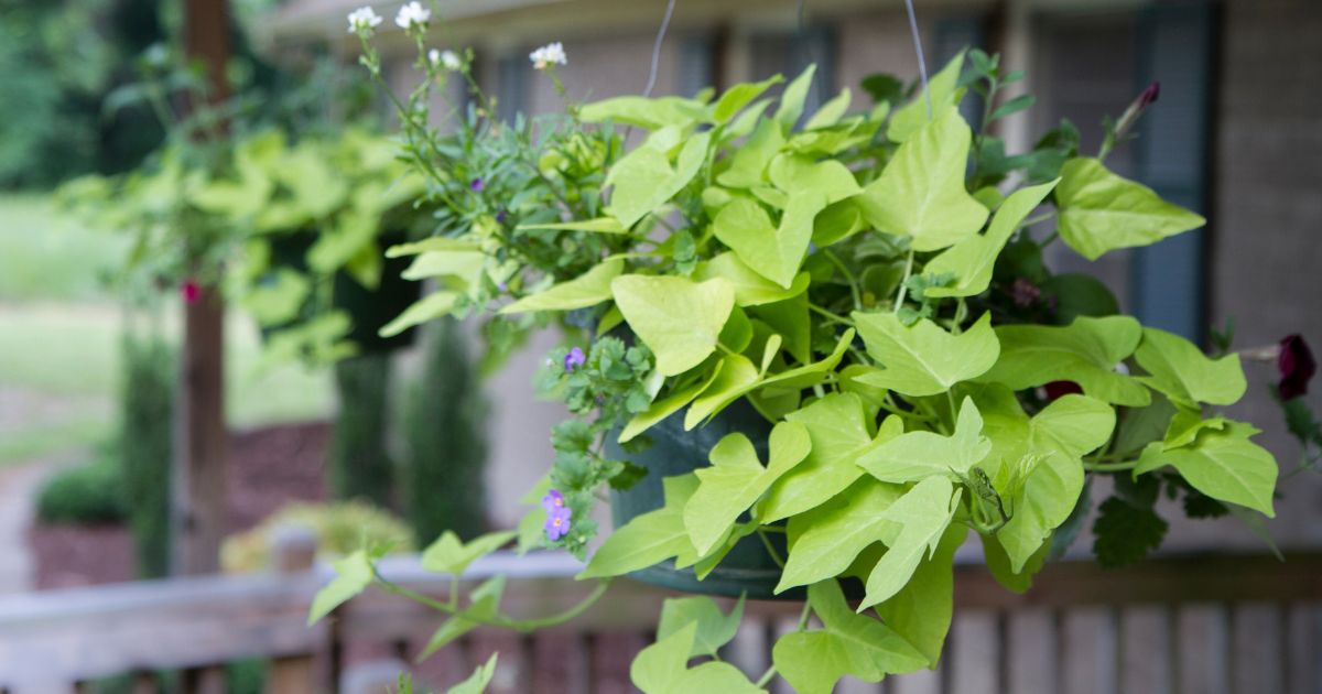 Here’s The Tough Vining Plant That's Much Easier To Care For Than Your ...