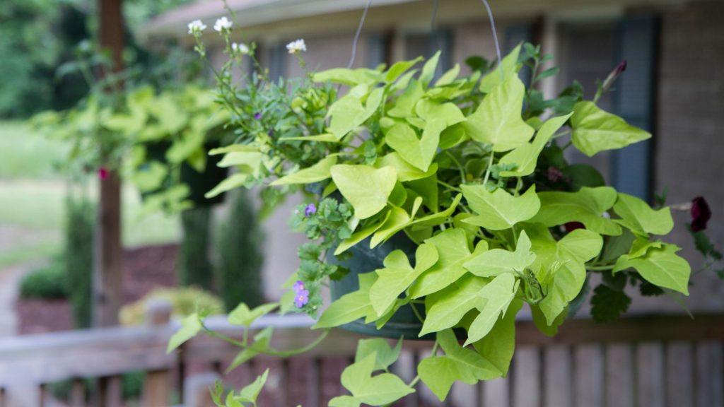 Here’s The Tough Vining Plant That's Much Easier To Care For Than Your ...