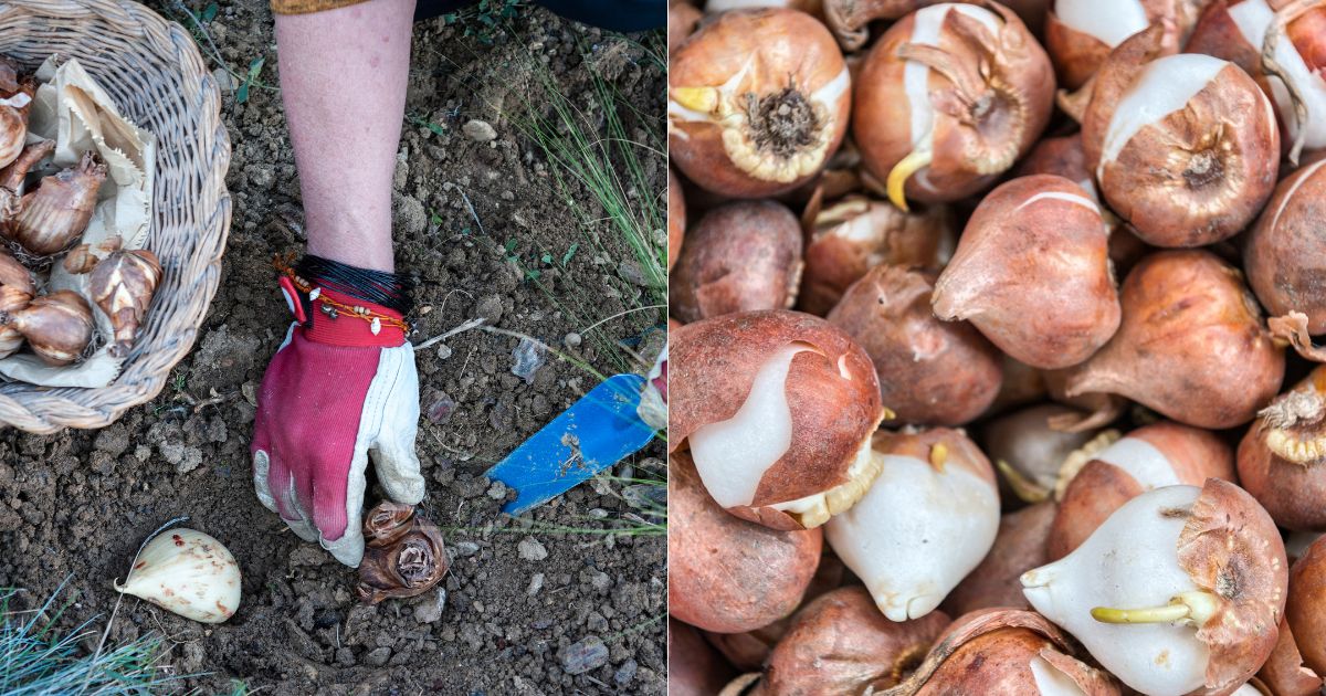 Here’s Why You Should Start Composting Your Tulip Bulbs