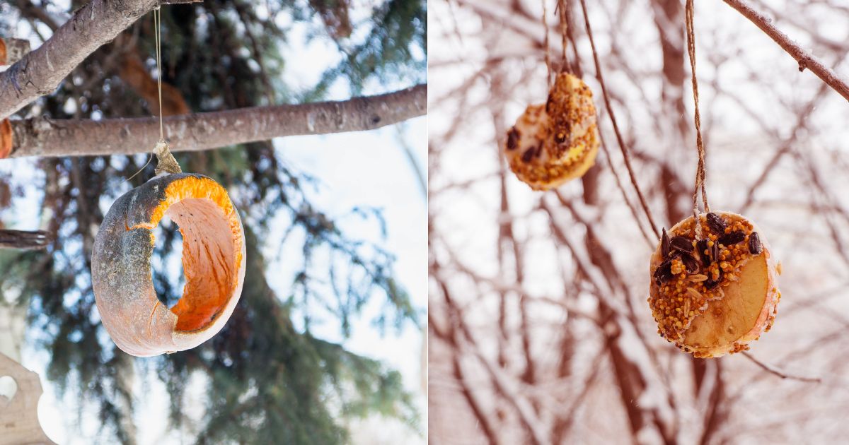 How To Make The Perfect DIY Pumpkin Bird Feeder For The Fall