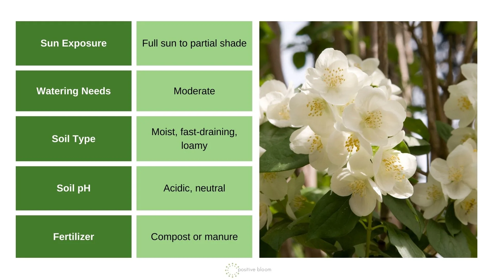 How To Grow And Care For Mock Orange