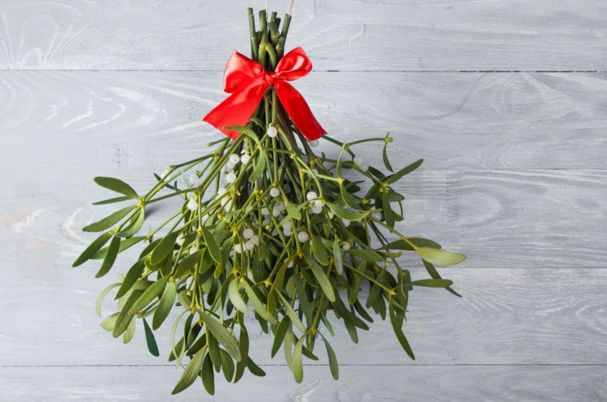 The 12 Plants Of Christmas