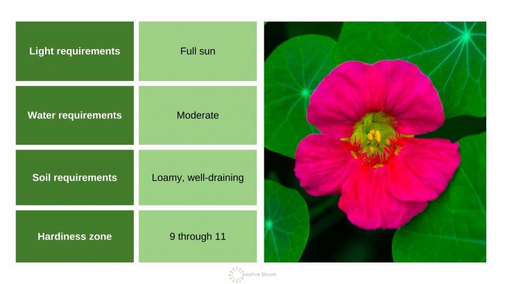 16 Flowers That Bloom & Thrive In Mild Winters