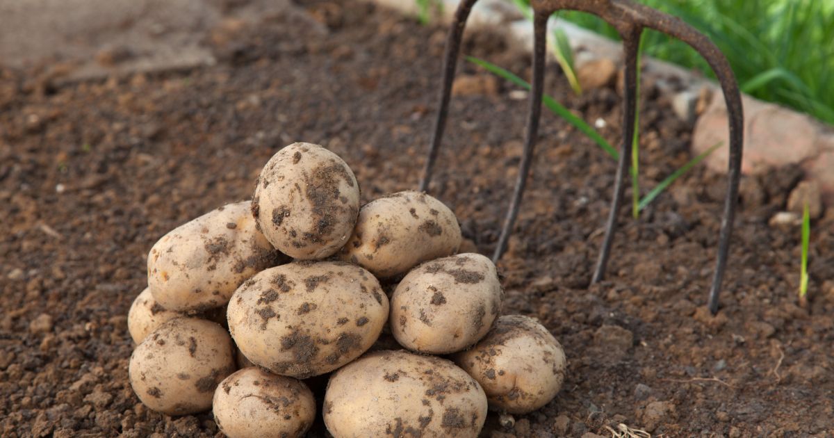 No Dig Potatoes – 3 Methods That Will Get You A Huge Harvest Without ...