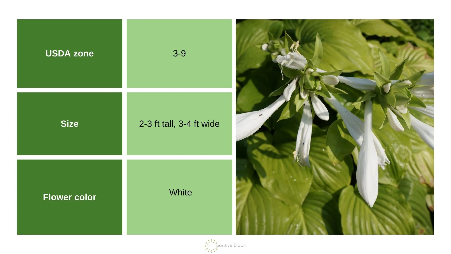 10 Hostas Tolerant Of Sunny Conditions