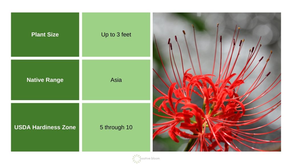 How To Grow Spider Lilies