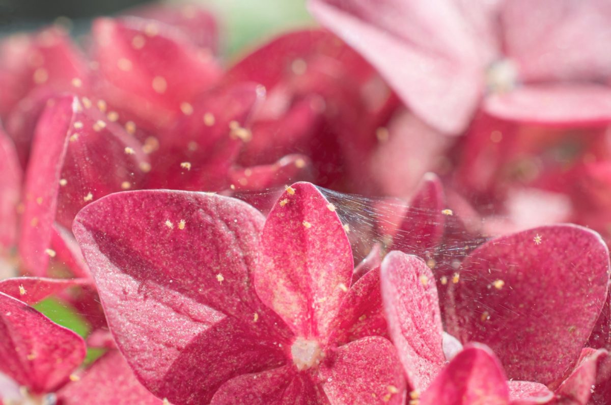 7 Pests That Can Completely Ruin Your Hydrangeas
