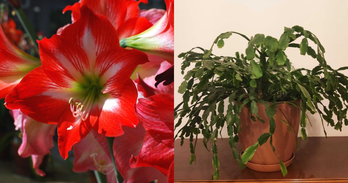 The 12 Plants Of Christmas