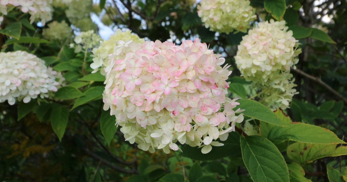 The Perfect Time To Cut Panicle Hydrangeas
