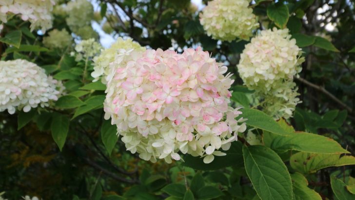 The Perfect Time To Cut Panicle Hydrangeas