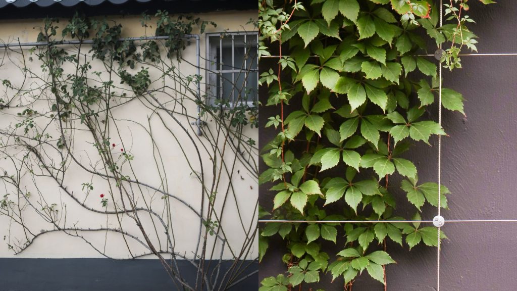 Think Long And Hard Before Letting Vines Creep Up Your Home