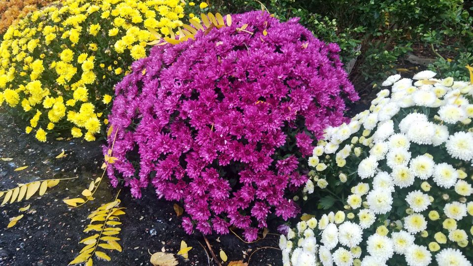 This Is How And When You Should Divide Your Mums For More Dazzling Blossoms