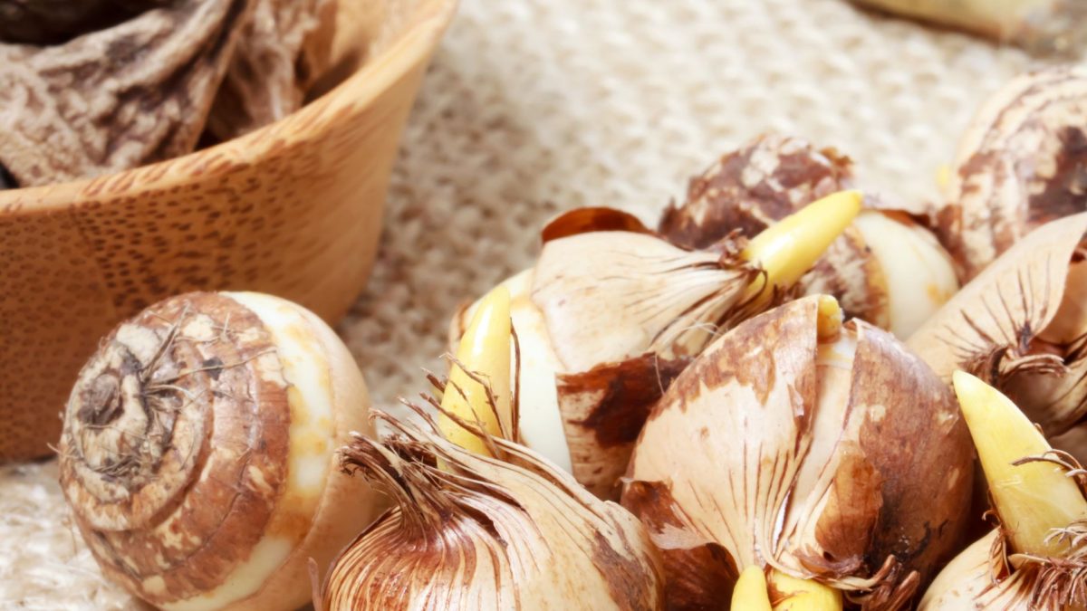 When To Plant Ranunculus Bulbs In Different Climates