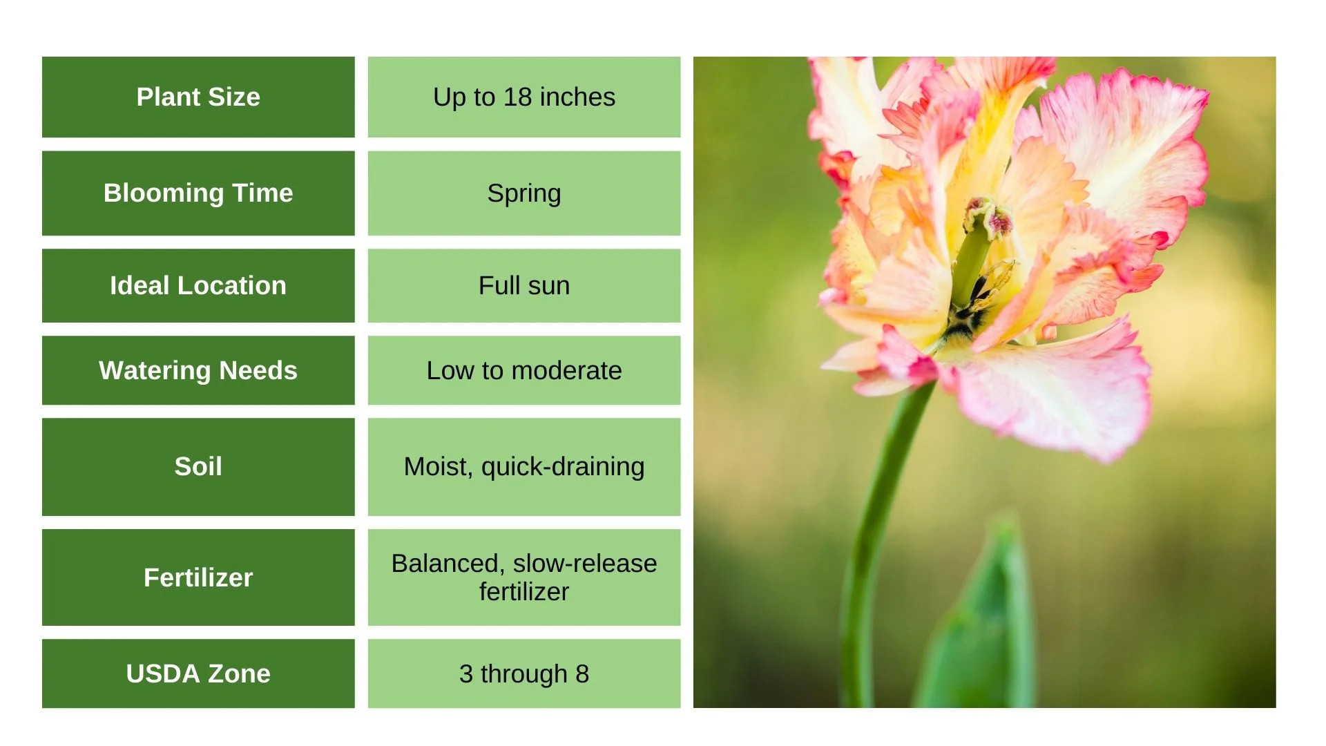 14 Yellow Perennial Flowers That Will Liven Up Your Garden