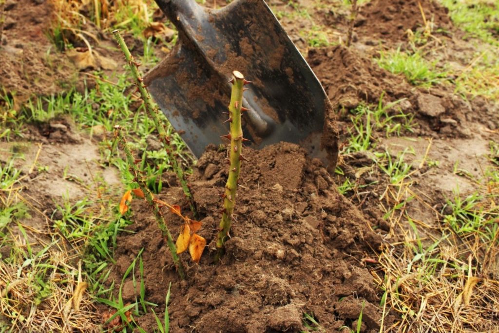 Growing Red Roses From Buds Is Possible And Will Surprise You
