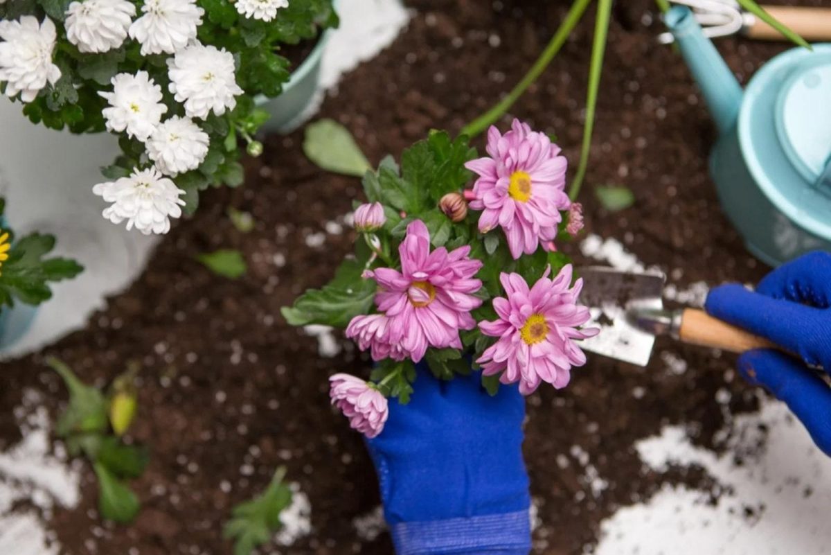 This Is How And When You Should Divide Your Mums For More Dazzling Blossoms