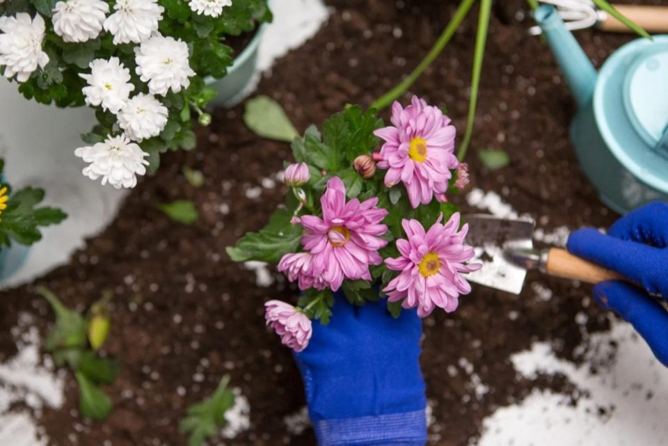 This Is How And When You Should Divide Your Mums For More Dazzling Blossoms
