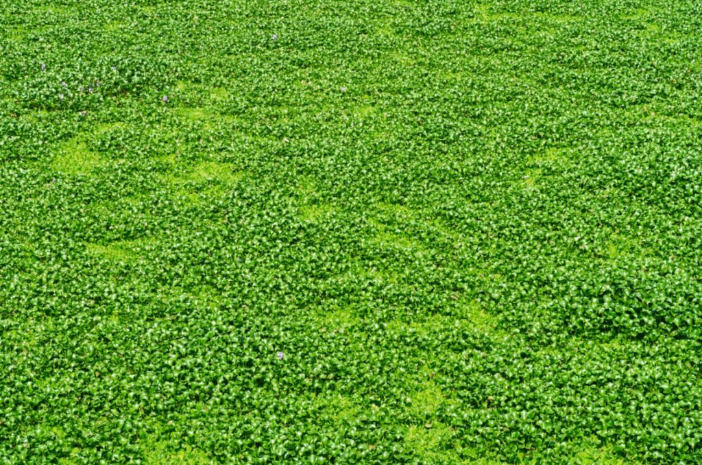 Discover The Perks Of Growing Dichondra Grass Instead Of A Traditional ...