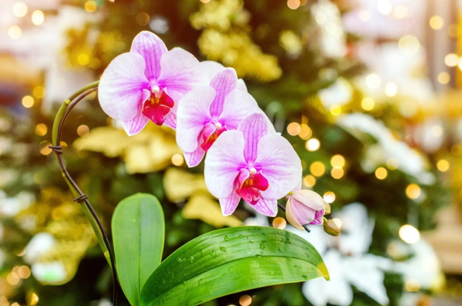 The 12 Plants Of Christmas