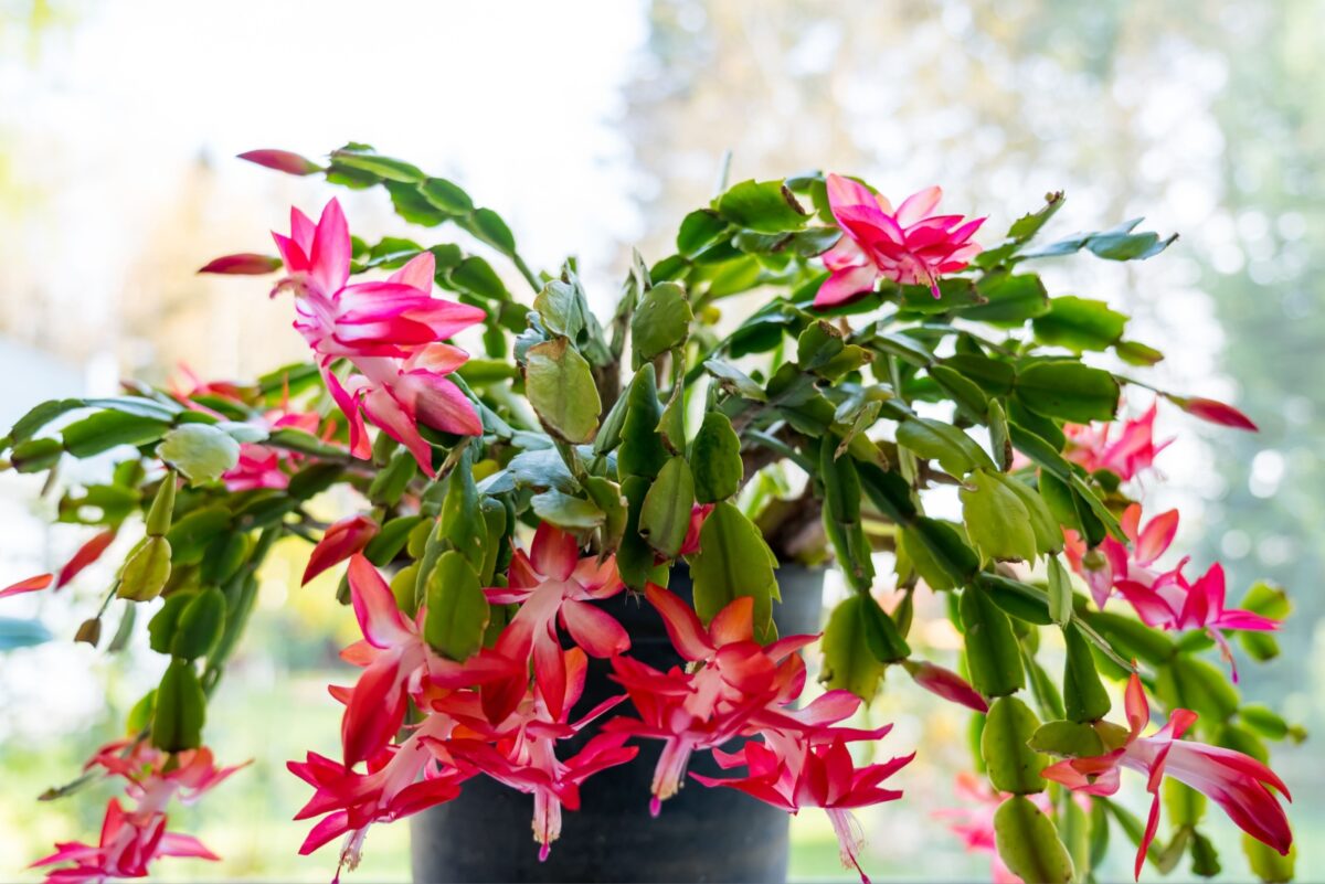 Water Your Christmas Cactus This Way And It Will Bloom Like Crazy This ...
