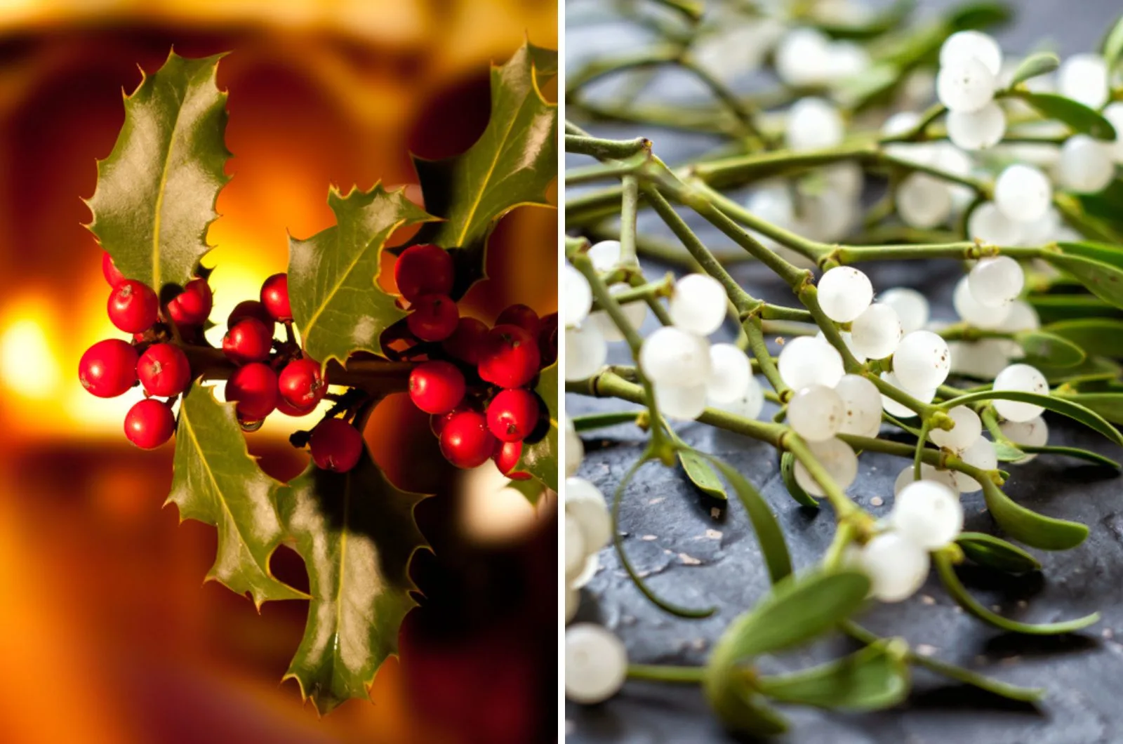 Who’d Win This Christmas Fight, Mistletoe Or Holly?
