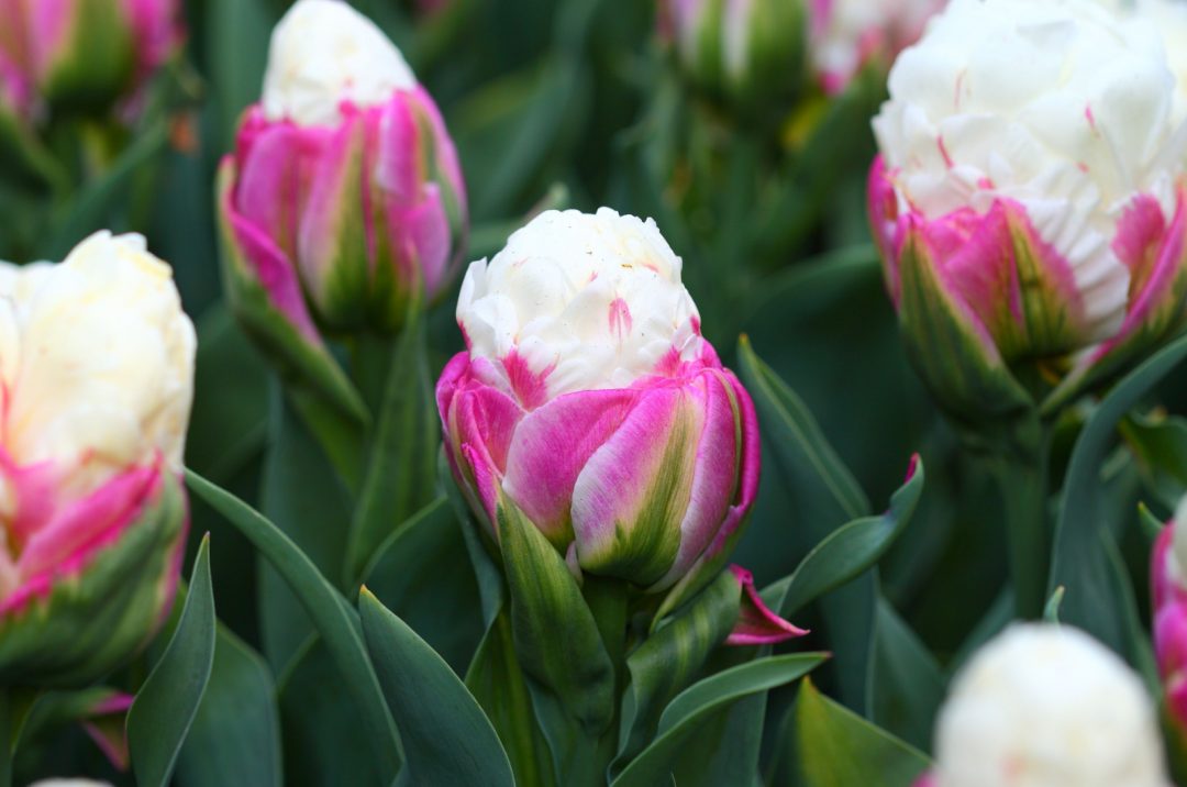 Plant Ice Cream Tulips In The Fall To Get A Captivating Spring Garden ...