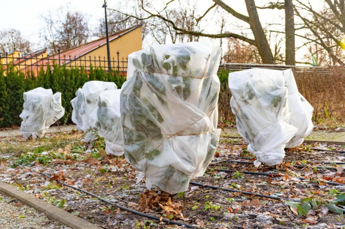 5 Essential Covers To Shield Your Outdoor Plants From Frost