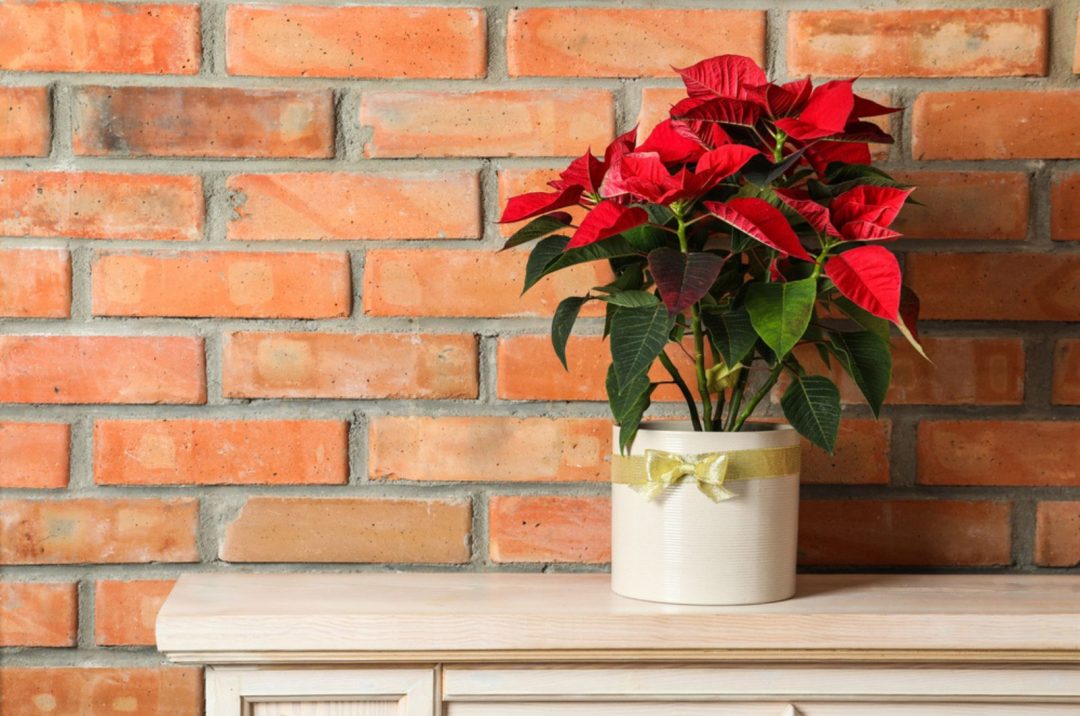8 Steps For Making A Poinsettia Flower Again