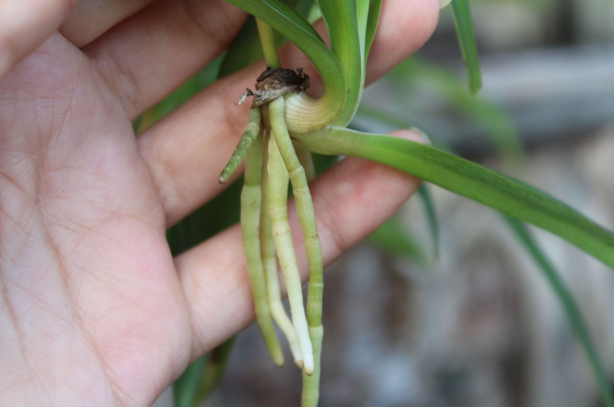 How To Grow Spider Lilies