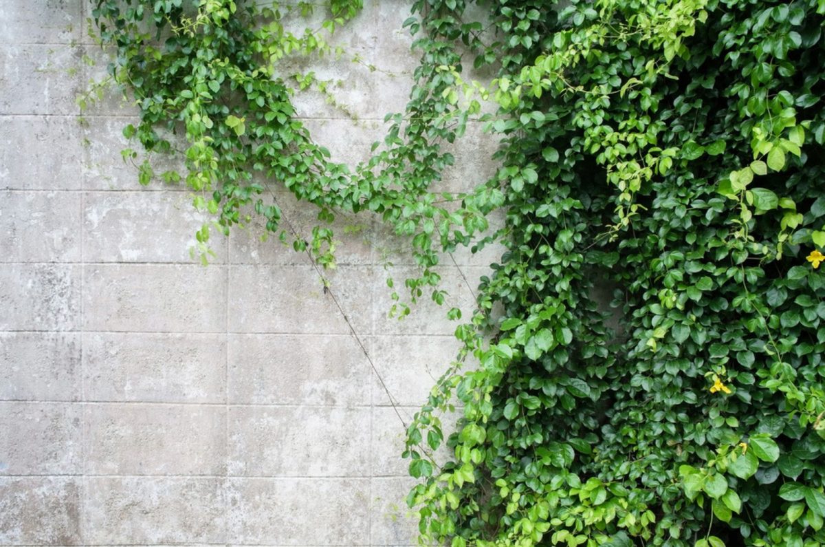 Think Long And Hard Before Letting Vines Creep Up Your Home