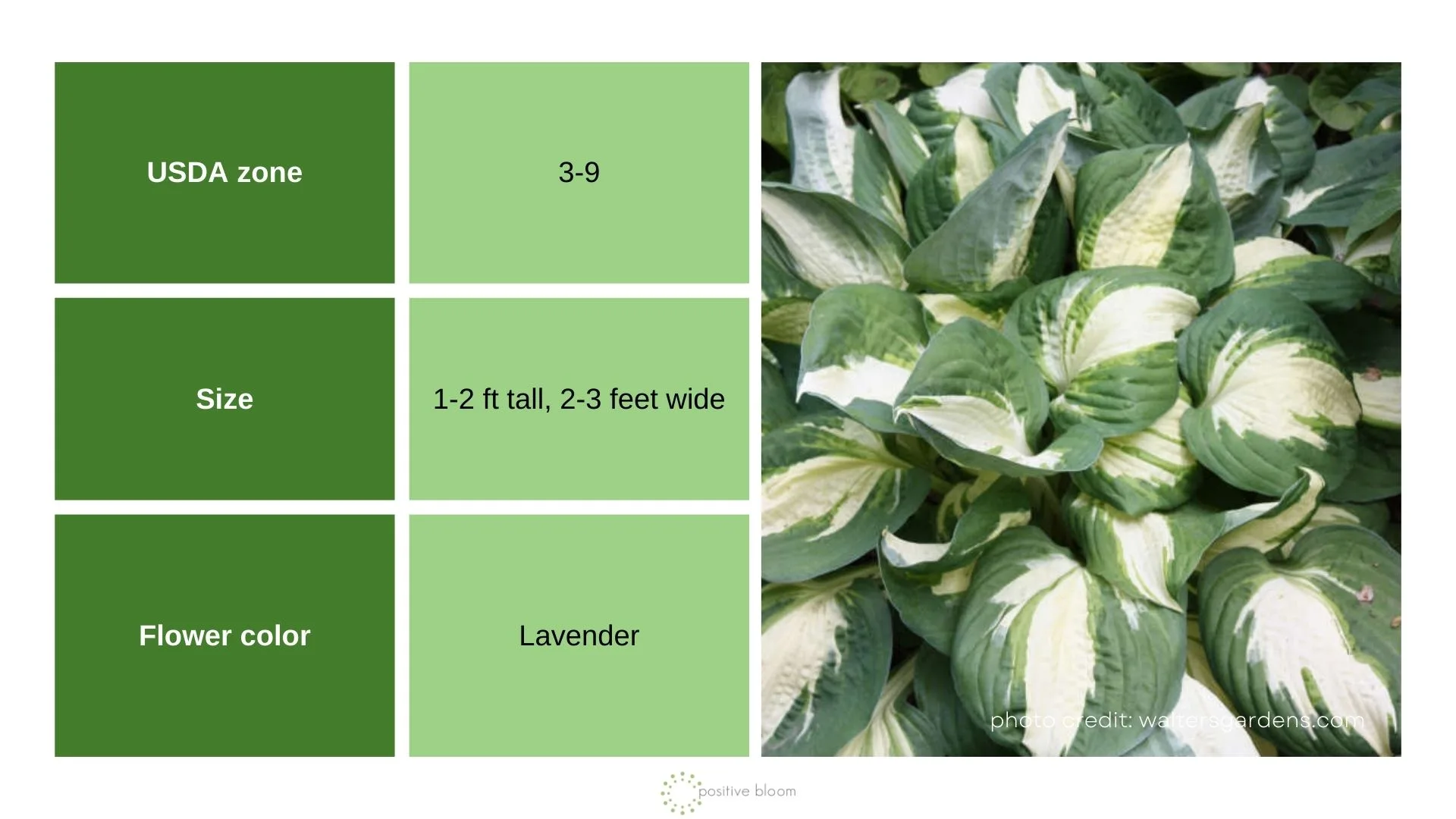 10 Hostas Tolerant Of Sunny Conditions