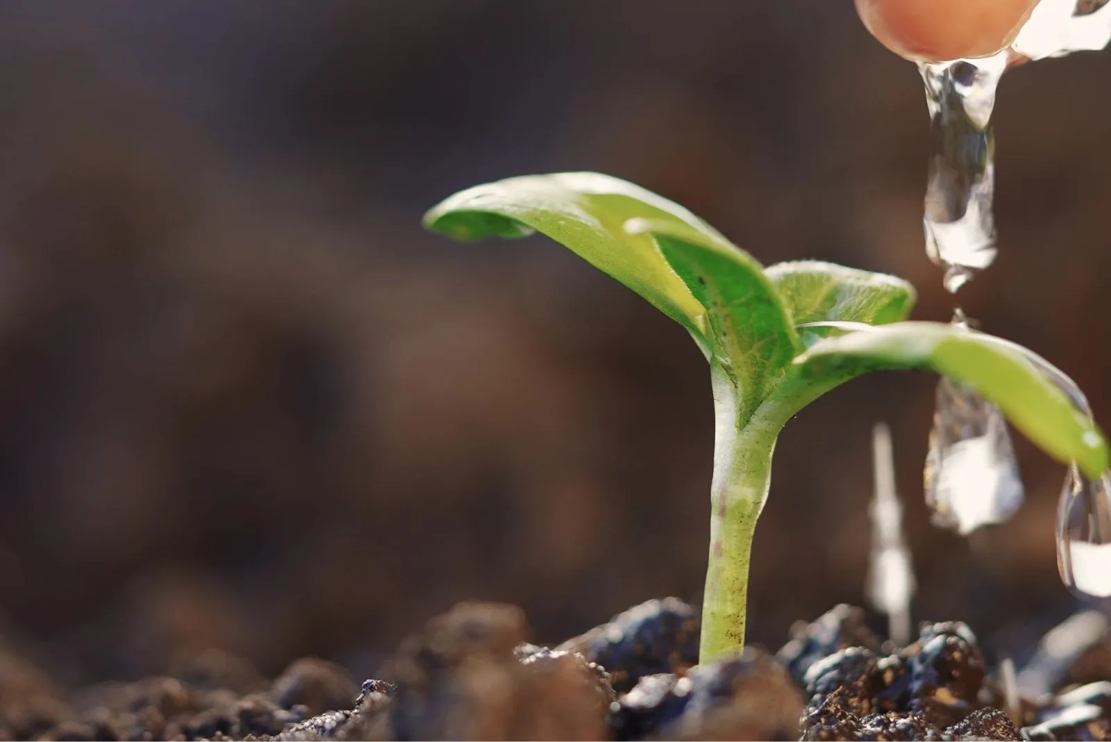 10 Common Sunflower Growing Mistakes That Can Be Avoided Easily